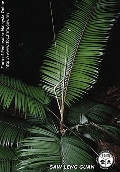 Calamus paspalanthus - Palmpedia - Palm Grower's Guide