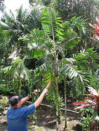 Veitchia vitiensis - Palmpedia - Palm Grower's Guide