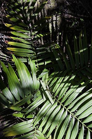 Dypsis rivularis - Palmpedia - Palm Grower's Guide
