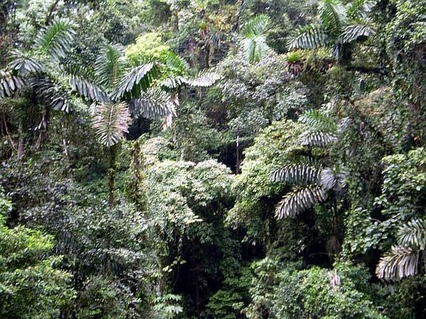 Iriartea deltoidea - Palmpedia - Palm Grower's Guide