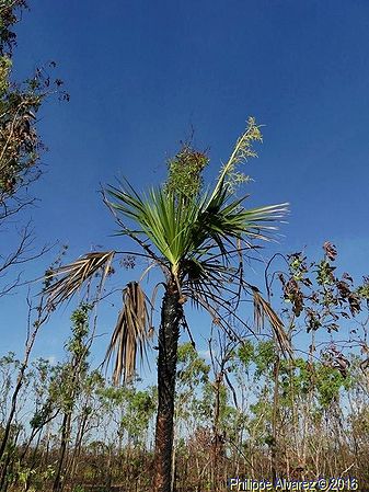 Livistona humilis - Palmpedia - Palm Grower's Guide