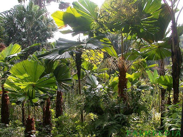 Licuala ramsayi - Palmpedia - Palm Grower's Guide