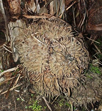 Phytelephas aequatorialis - Palmpedia - Palm Grower's Guide