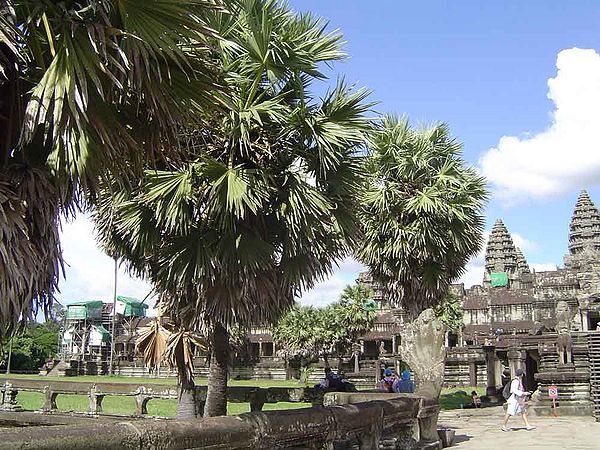 Borassus flabellifer - Palmpedia - Palm Grower's Guide