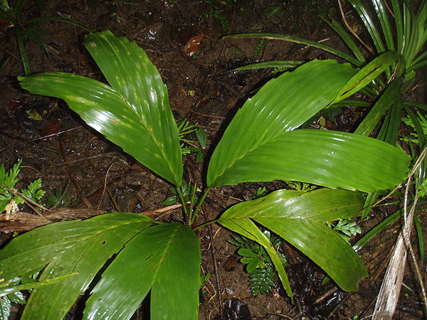 Balaka sp. 'bulitavu' - Palmpedia - Palm Grower's Guide