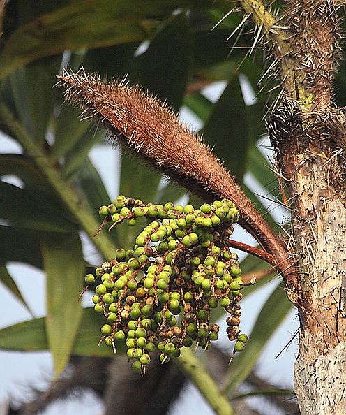 Bactris campestris - Palmpedia - Palm Grower's Guide