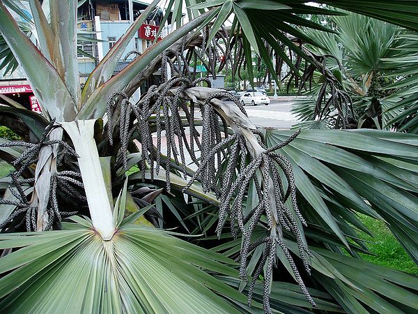 Latania lontaroides - Palmpedia - Palm Grower's Guide