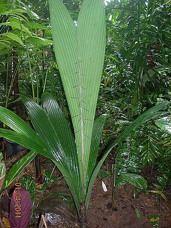 Bactris militaris - Palmpedia - Palm Grower's Guide