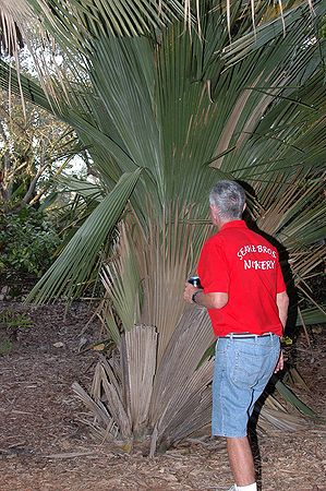 Copernicia rigida - Palmpedia - Palm Grower's Guide
