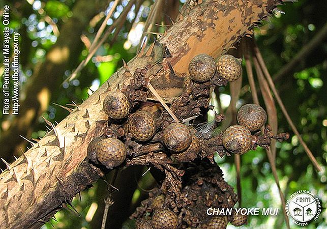 Daemonorops angustifolia - Palmpedia - Palm Grower's Guide