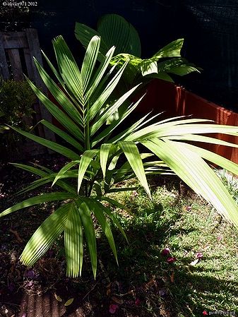 Pinanga insignis - Palmpedia - Palm Grower's Guide