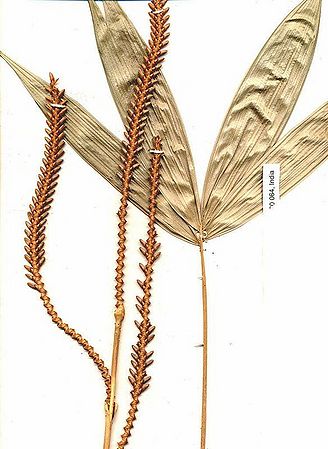 Calamus tenuis - Palmpedia - Palm Grower's Guide