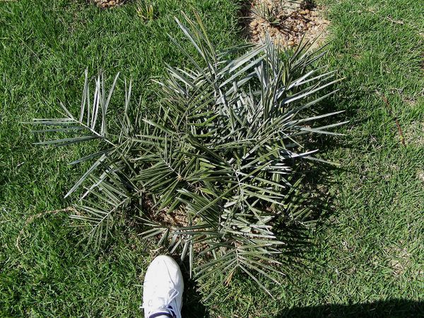 Syagrus microphylla - Palmpedia - Palm Grower's Guide