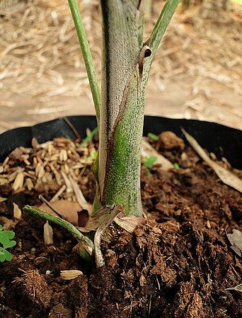 Ptychosperma lineare - Palmpedia - Palm Grower's Guide