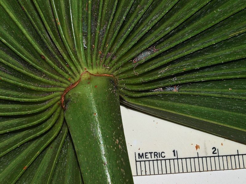 File:Thrinax rad abhastula pja.jpg - Palmpedia - Palm Grower's Guide