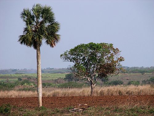 Sabal domingensis - Palmpedia - Palm Grower's Guide
