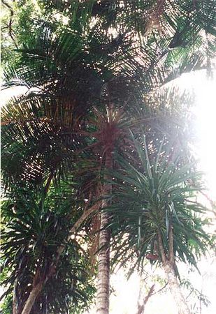 Ravenea julietiae - Palmpedia - Palm Grower's Guide
