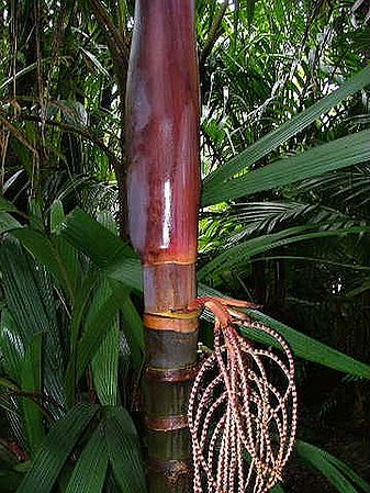 Pinanga insignis - Palmpedia - Palm Grower's Guide