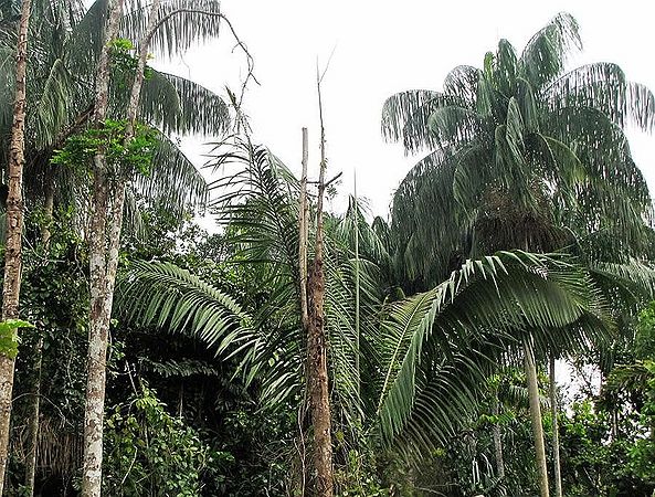Oenocarpus bataua - Palmpedia - Palm Grower's Guide