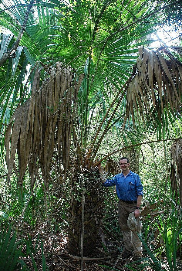Category:SABAL - Palmpedia - Palm Grower's Guide