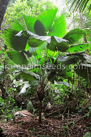 Sabinaria magnifica - Palmpedia - Palm Grower's Guide