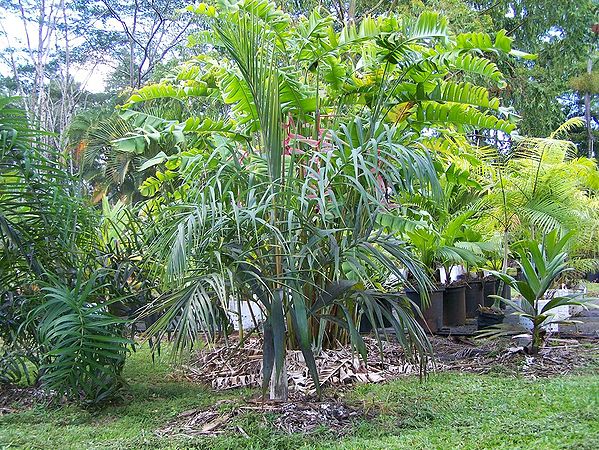 Chrysalidocarpus basilongus - Palmpedia - Palm Grower's Guide