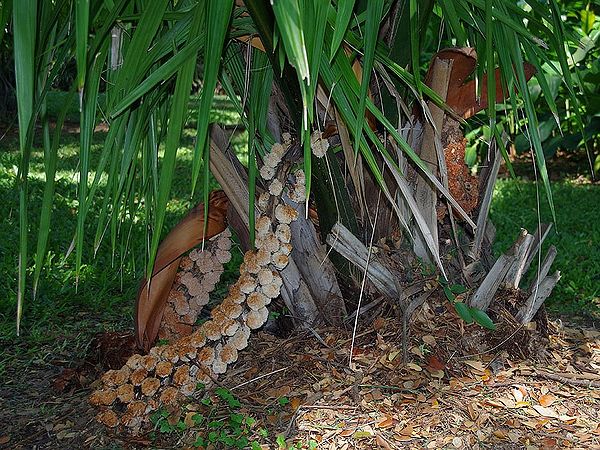 Phytelephas aequatorialis - Palmpedia - Palm Grower's Guide