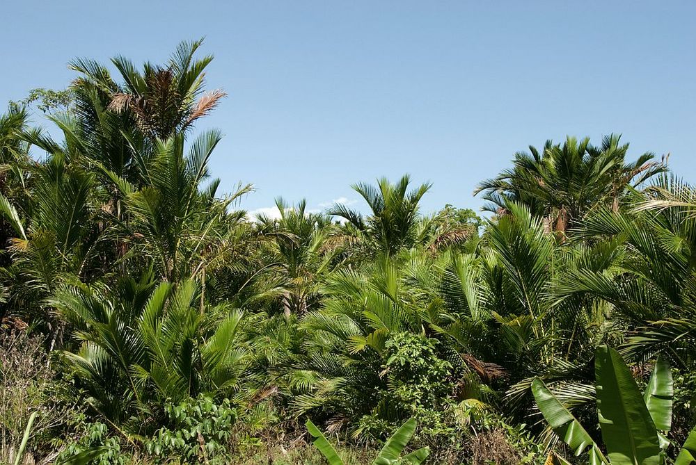 Metroxylon sagu - Palmpedia - Palm Grower's Guide