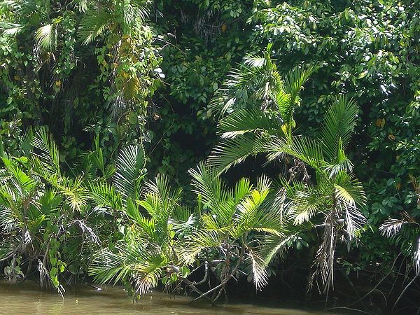 Bactris maraja - Palmpedia - Palm Grower's Guide