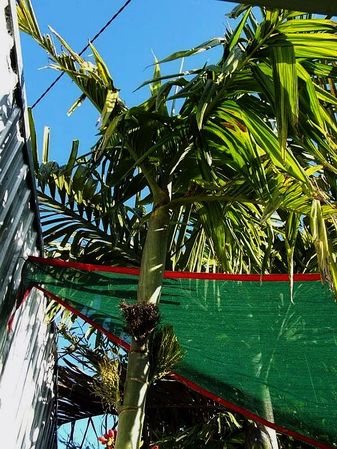 Areca concinna - Palmpedia - Palm Grower's Guide
