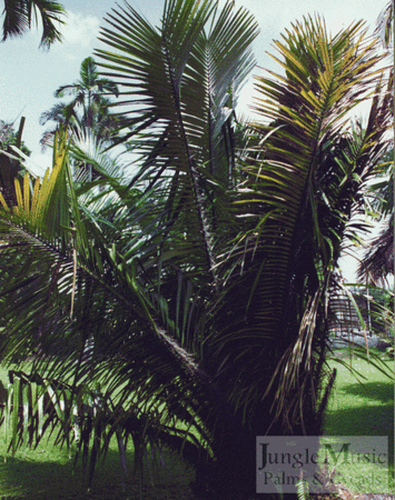 Astrocaryum malybo - Palmpedia - Palm Grower's Guide