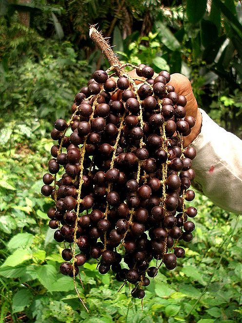 Bactris brongniartii - Palmpedia - Palm Grower's Guide