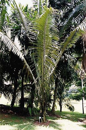 Oenocarpus bataua - Palmpedia - Palm Grower's Guide