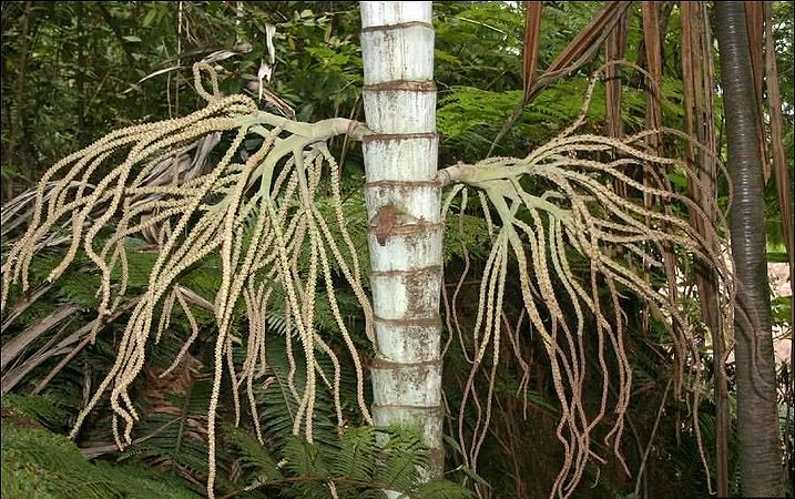 Cyphophoenix alba - Palmpedia - Palm Grower's Guide