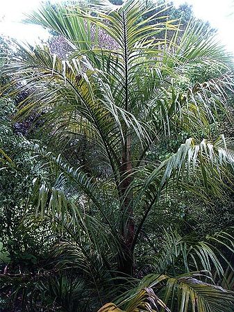 Juania australis - Palmpedia - Palm Grower's Guide