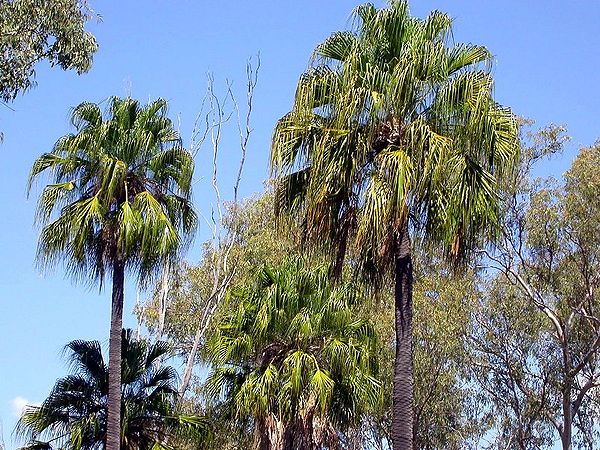 Livistona nitida - Palmpedia - Palm Grower's Guide