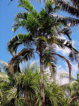 Syagrus botryophora - Palmpedia - Palm Grower's Guide