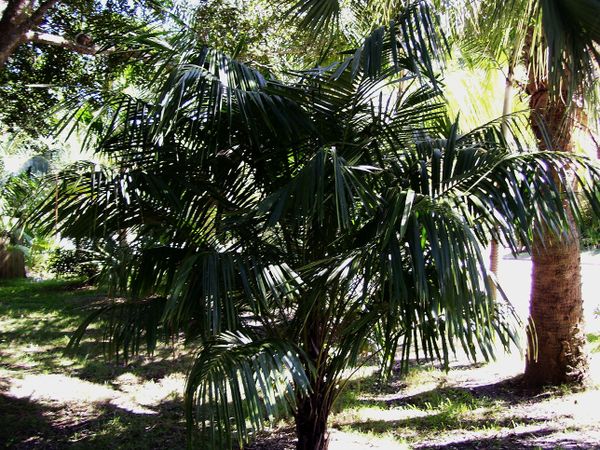 Syagrus schizophylla - Palmpedia - Palm Grower's Guide