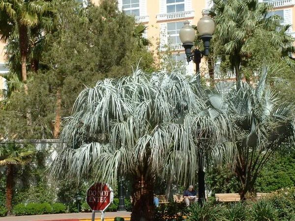Brahea clara - Palmpedia - Palm Grower's Guide