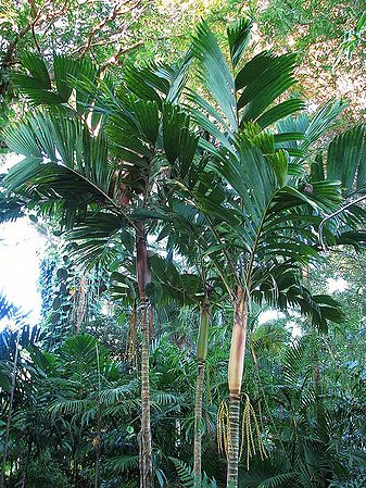 Pinanga maculata - Palmpedia - Palm Grower's Guide