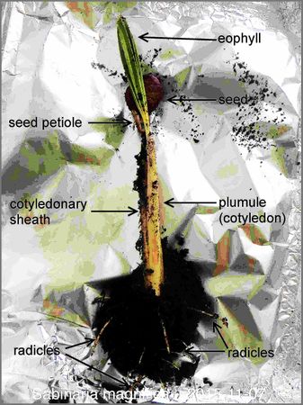 Sabinaria magnifica - Palmpedia - Palm Grower's Guide