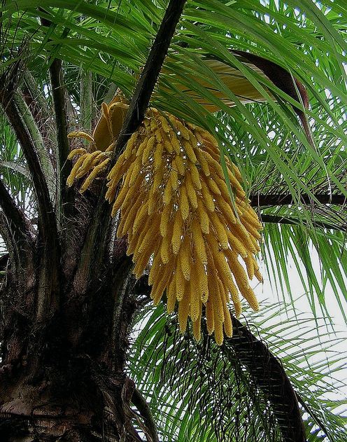 Acrocomia intumescens - Palmpedia - Palm Grower's Guide