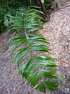 Calamus concinnus - Palmpedia - Palm Grower's Guide
