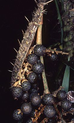Daemonorops kunstleri - Palmpedia - Palm Grower's Guide