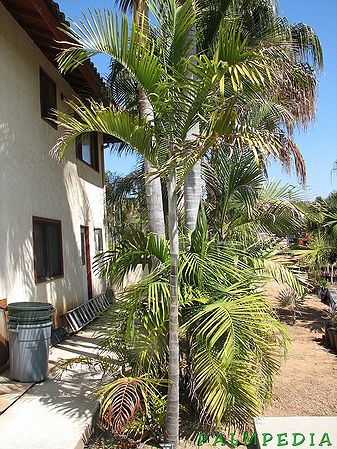 Chrysalidocarpus cabadae - Palmpedia - Palm Grower's Guide