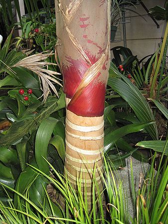 Geonoma undata - Palmpedia - Palm Grower's Guide