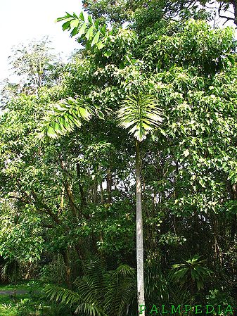 Iriartea deltoidea - Palmpedia - Palm Grower's Guide