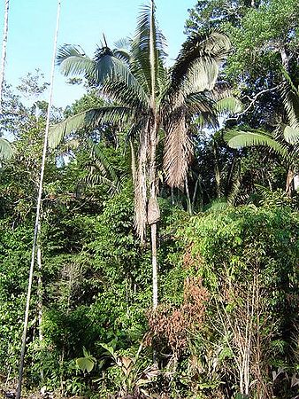 Oenocarpus bataua - Palmpedia - Palm Grower's Guide