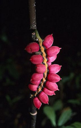 Pinanga disticha - Palmpedia - Palm Grower's Guide