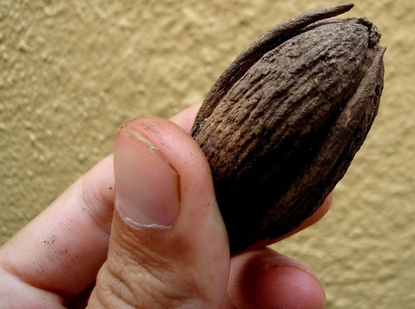 Syagrus macrocarpa - Palmpedia - Palm Grower's Guide